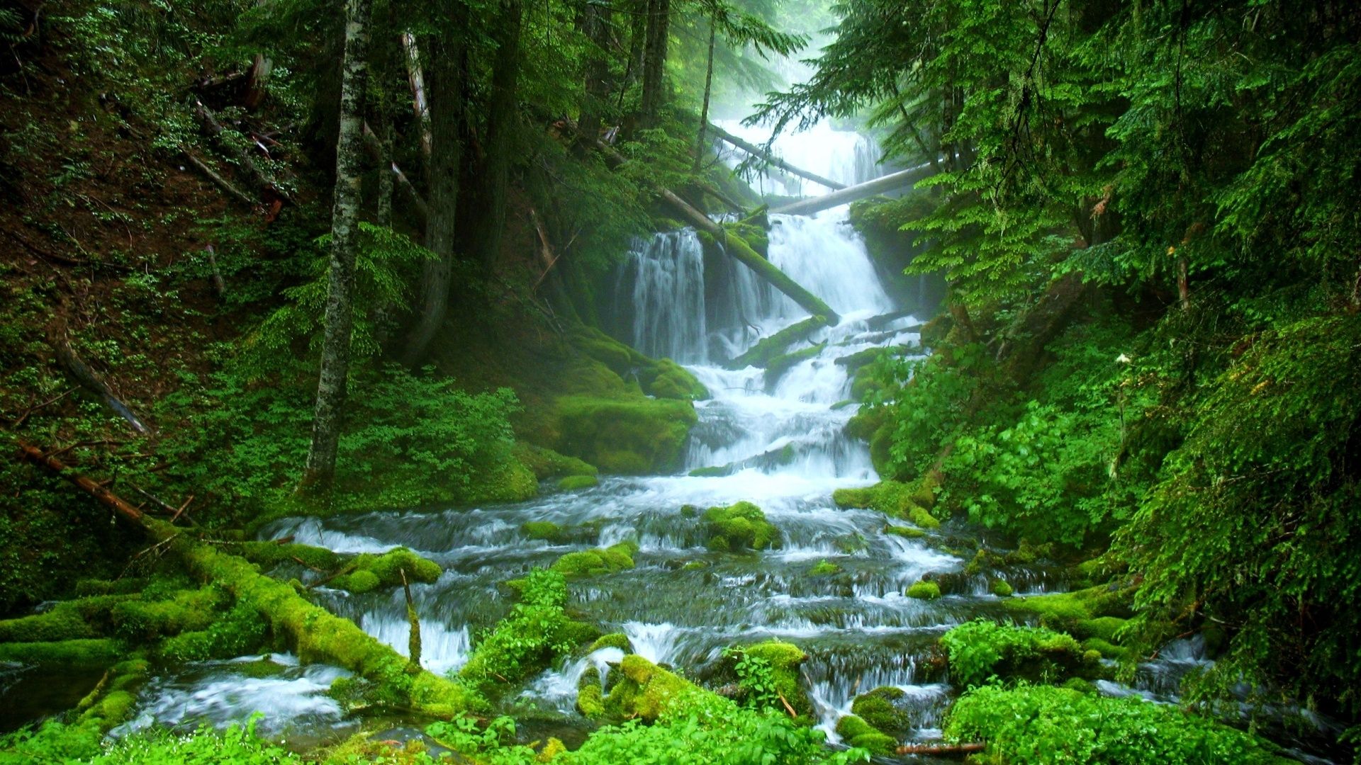 Calm Forest Wallpapers - 4k, HD Calm Forest Backgrounds on WallpaperBat Calm Forest Wallpapers - 4k, HD Calm Forest Backgrounds on WallpaperBat