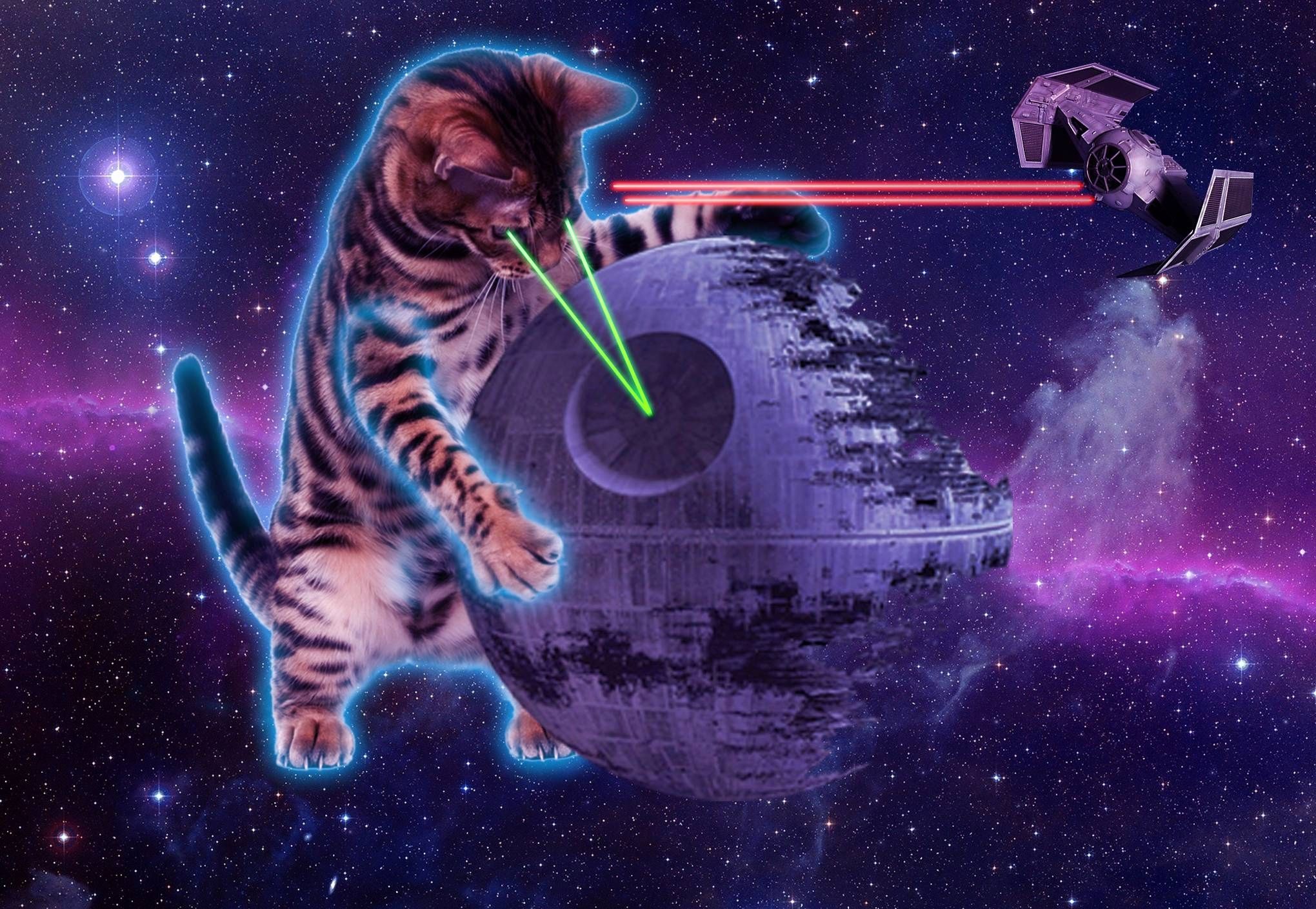 Space Cat Wallpapers 4k Hd Space Cat Backgrounds On Wallpaperbat