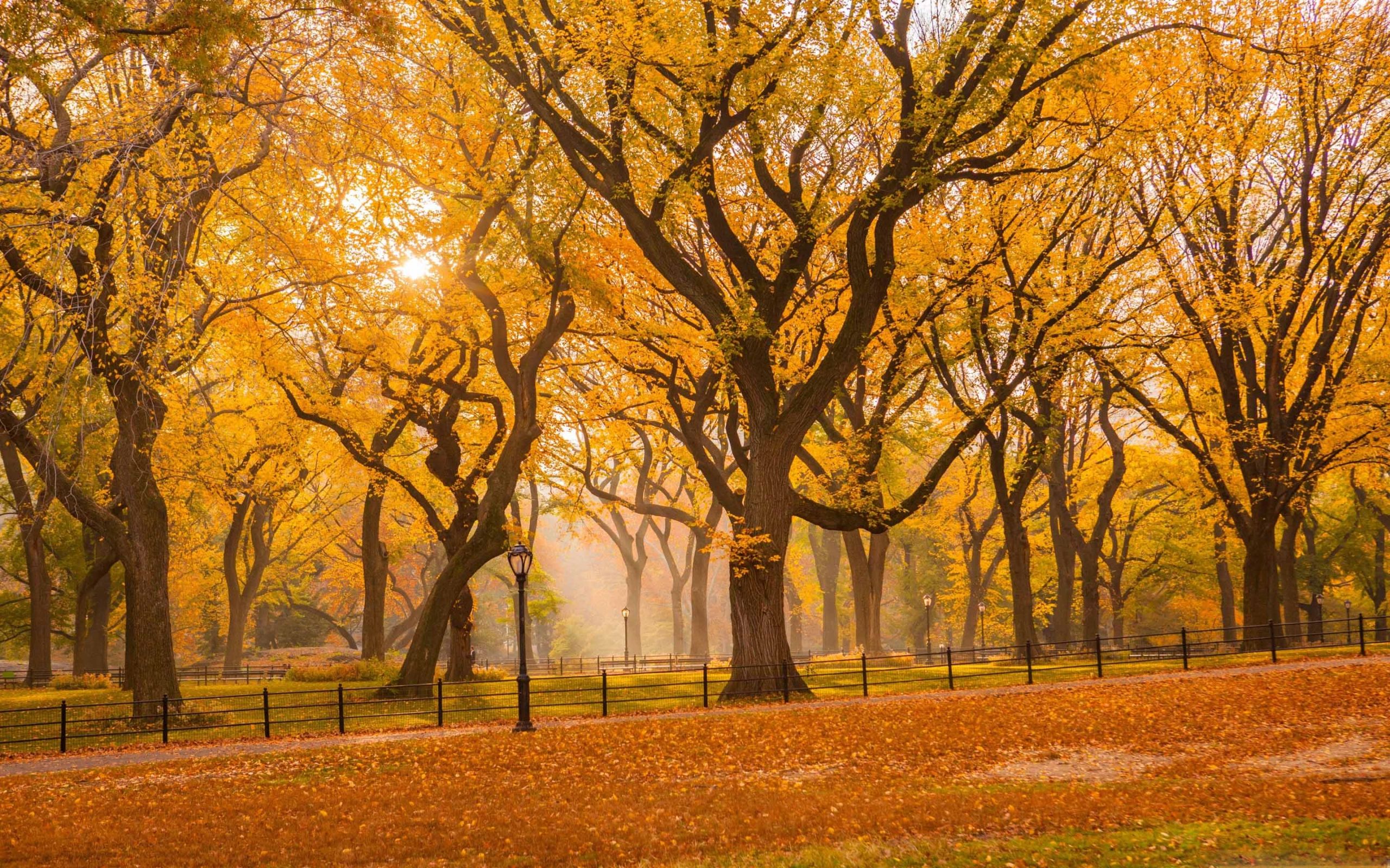Central Park Fall Wallpapers - 4k, HD Central Park Fall Backgrounds on ... Central Park Fall Wallpapers - 4k, HD Central Park Fall Backgrounds on ...