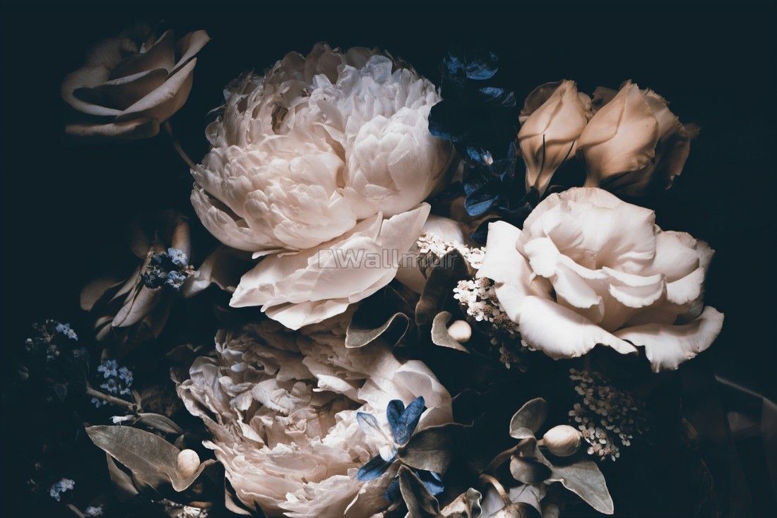 Peony Wallpapers 4k Hd Peony Backgrounds On Wallpaperbat