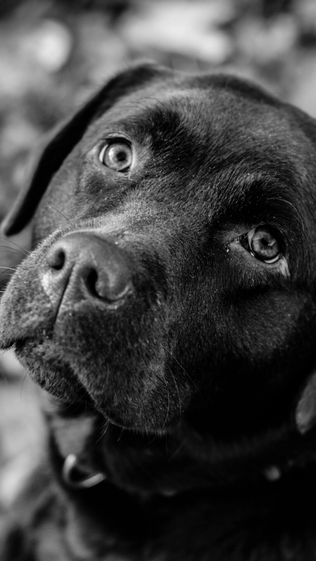 Black Labrador Wallpapers 4k Hd Black Labrador Backgrounds On Wallpaperbat
