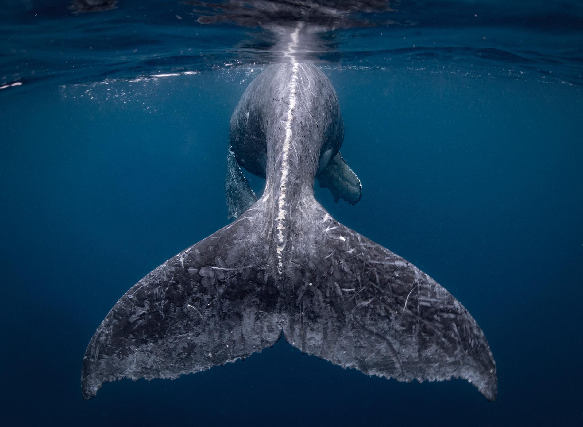 National Geographic Wallpapers - 4k, HD National Geographic Backgrounds ... National Geographic Wallpapers - 4k, HD National Geographic Backgrounds ...