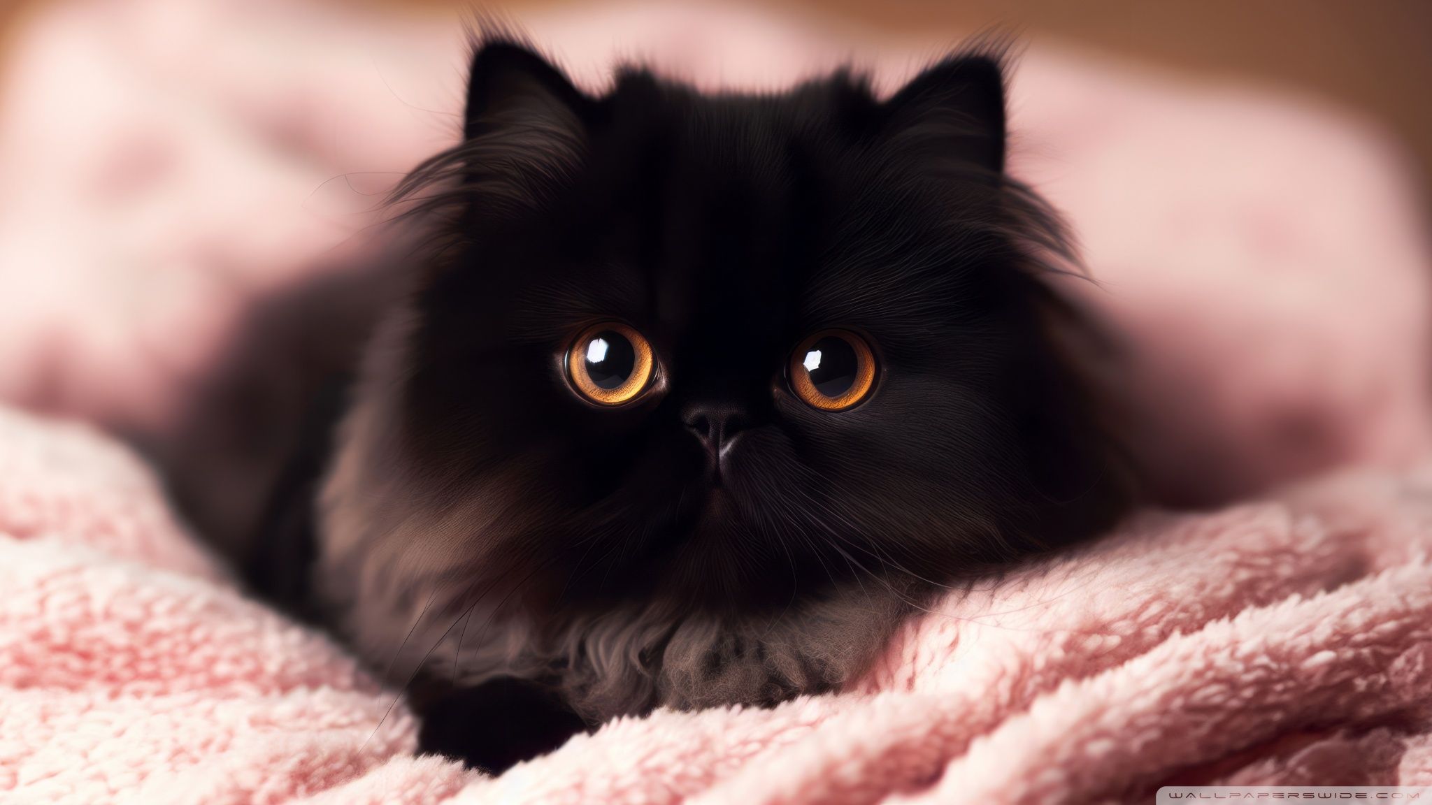 Cute Black Cat Wallpapers - 4k, HD Cute Black Cat Backgrounds on ... Cute Black Cat Wallpapers - 4k, HD Cute Black Cat Backgrounds on ...