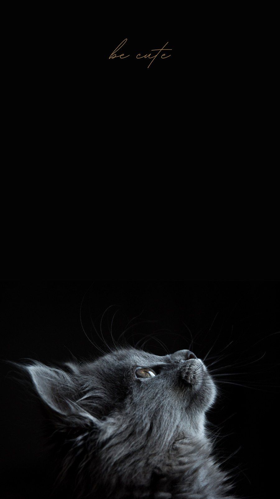 Cute Black Cat Wallpapers - 4k, HD Cute Black Cat Backgrounds on ... Cute Black Cat Wallpapers - 4k, HD Cute Black Cat Backgrounds on ...