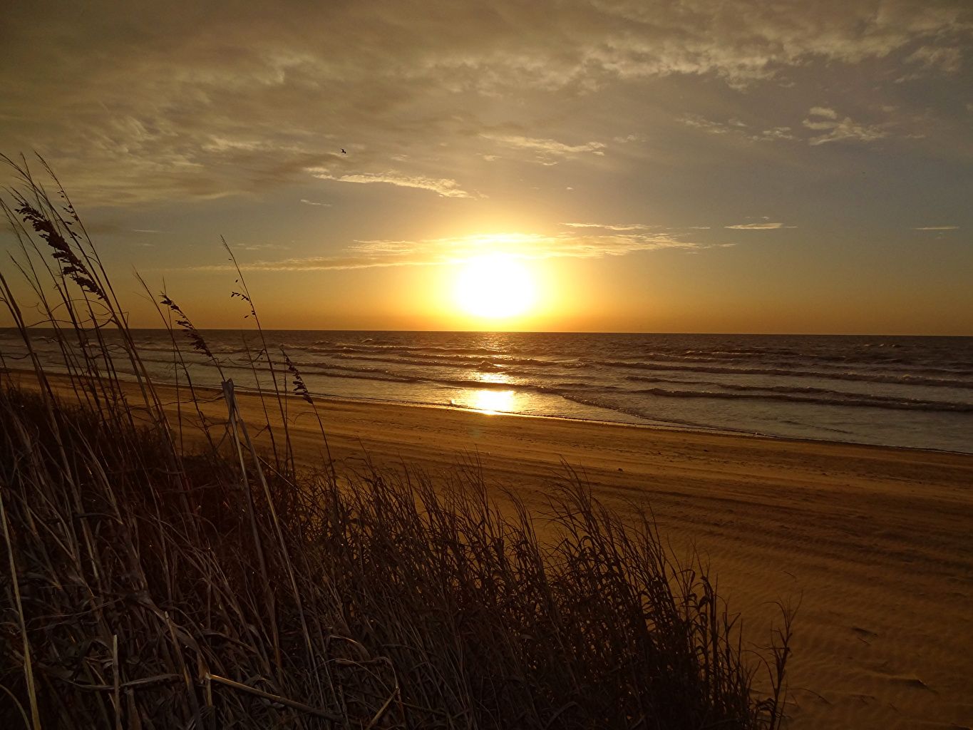Beach Grass Sunset Wallpapers 4k Hd Beach Grass Sunset Backgrounds