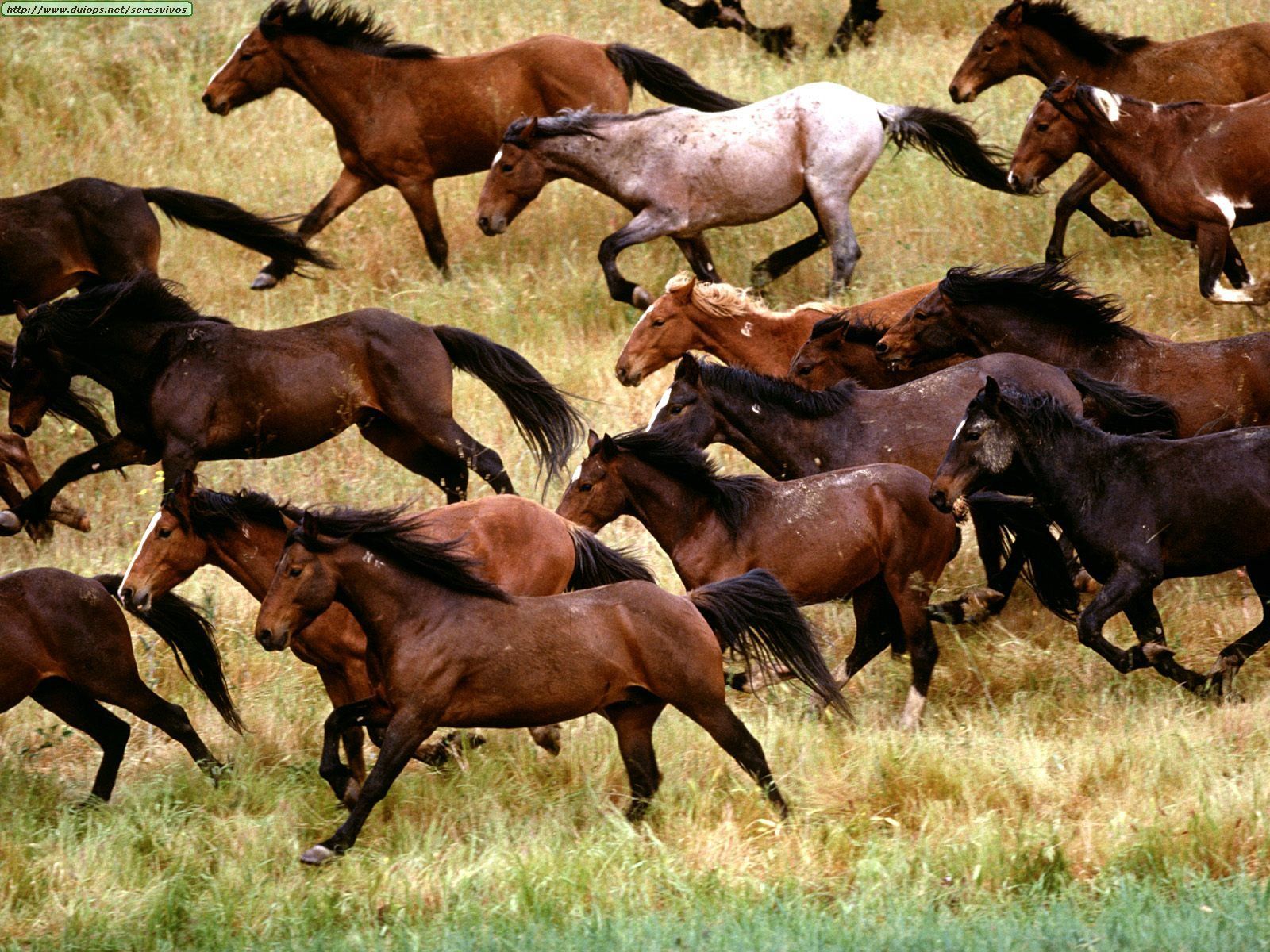 Wild Horses Running Wallpapers - 4k, HD Wild Horses Running Backgrounds ... Wild Horses Running Wallpapers - 4k, HD Wild Horses Running Backgrounds ...
