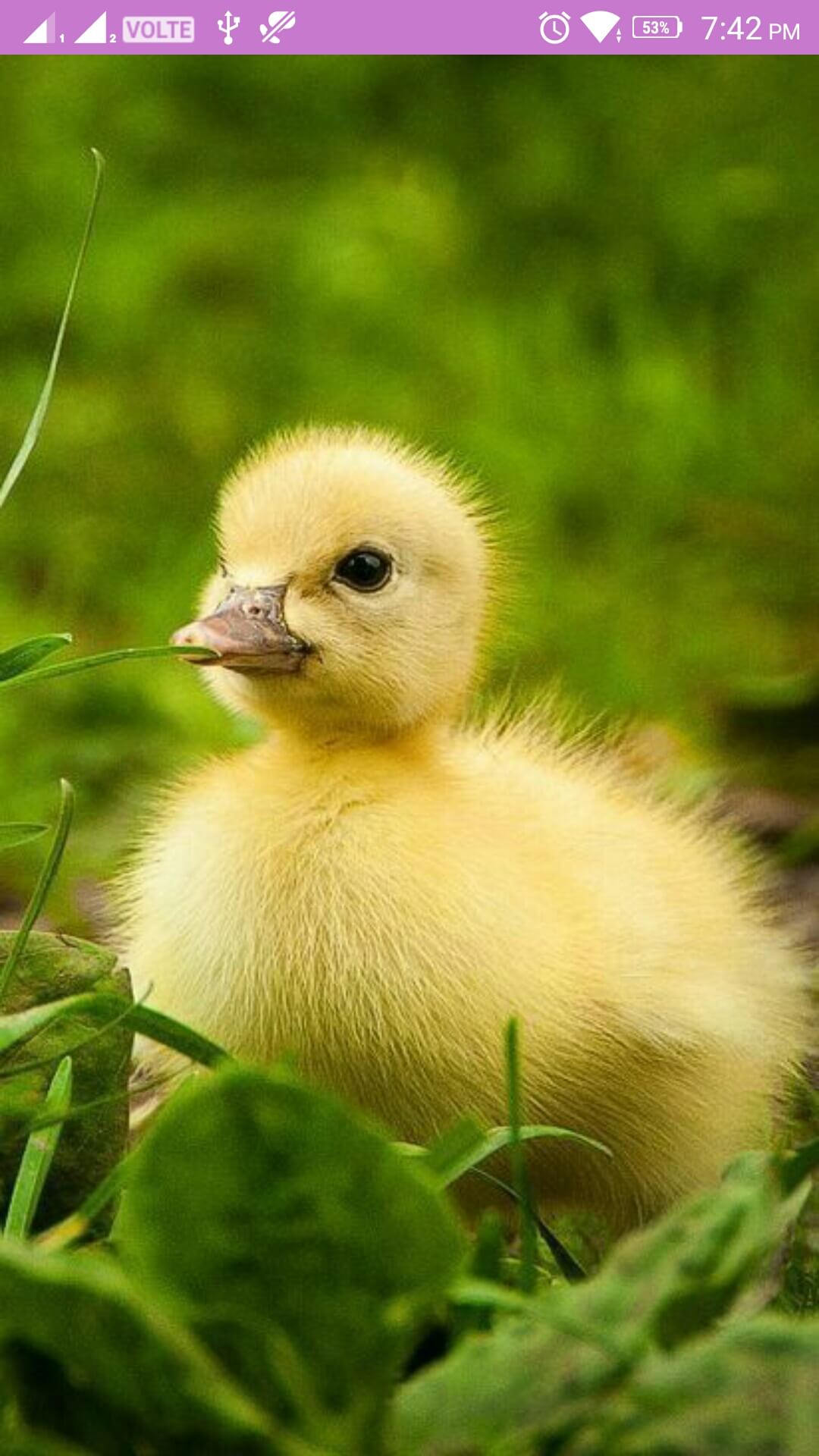 Baby Duck Wallpapers - 4k, HD Baby Duck Backgrounds on WallpaperBat Baby Duck Wallpapers - 4k, HD Baby Duck Backgrounds on WallpaperBat