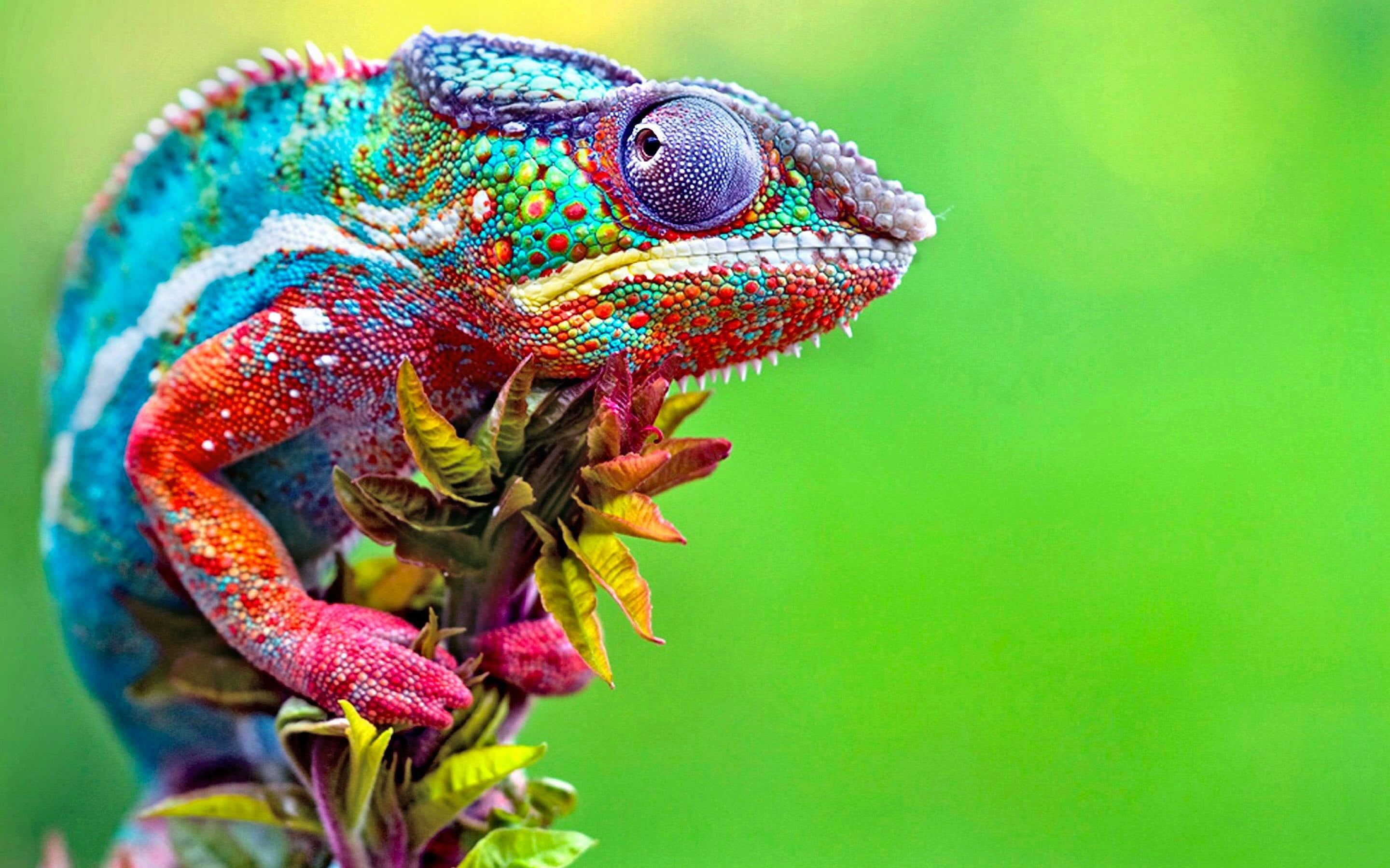 Colorful Animals Wallpapers - 4k, HD Colorful Animals Backgrounds on ... Colorful Animals Wallpapers - 4k, HD Colorful Animals Backgrounds on ...