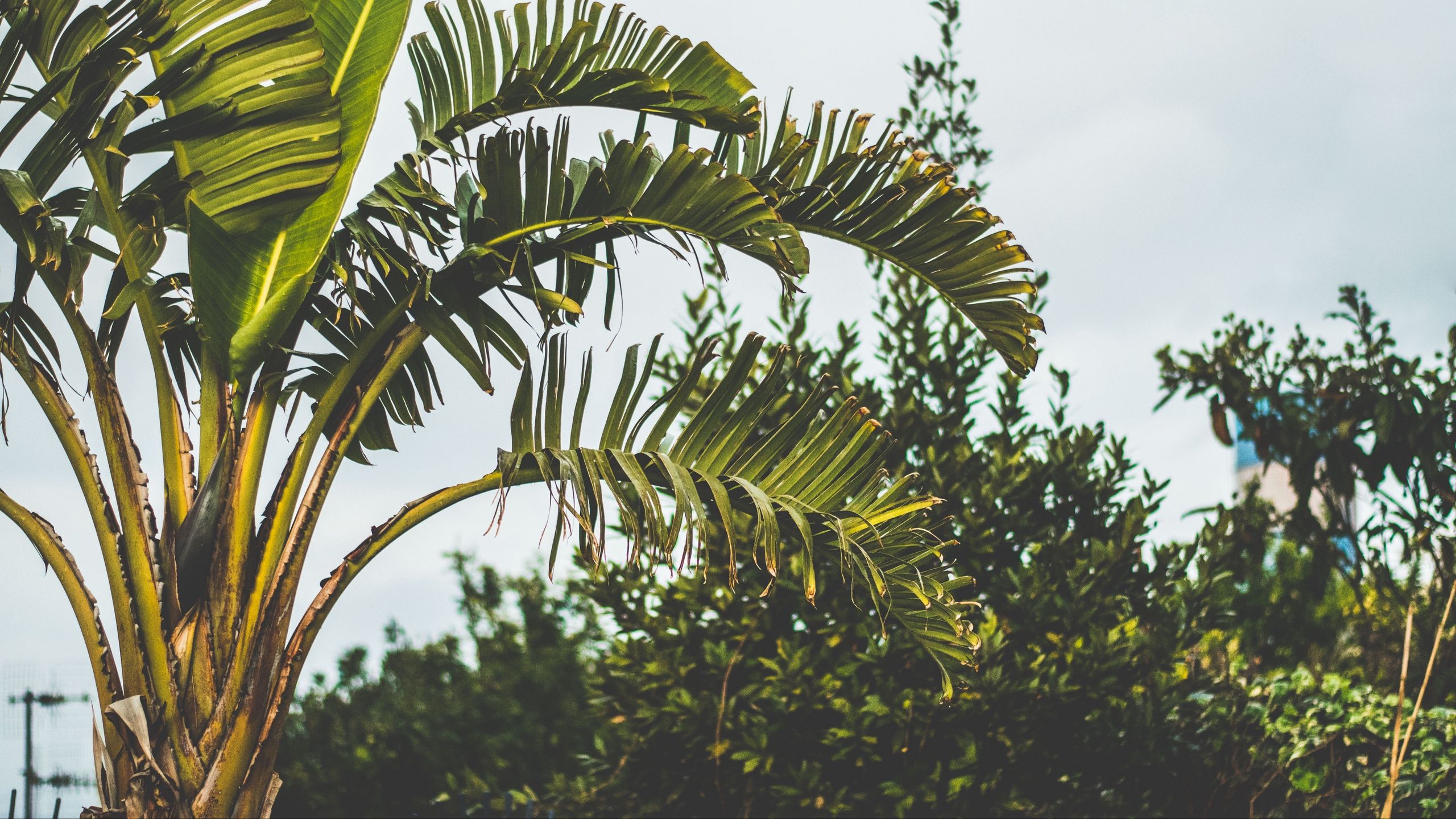 Palm Tree Leaves Wallpapers - 4k, HD Palm Tree Leaves Backgrounds on ... Palm Tree Leaves Wallpapers - 4k, HD Palm Tree Leaves Backgrounds on ...