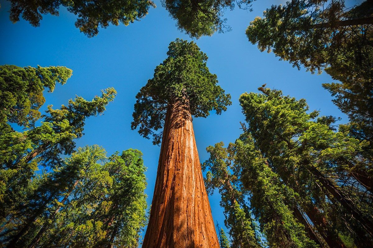 Sequoia National Park Wallpapers - 4k, HD Sequoia National Park ... Sequoia National Park Wallpapers - 4k, HD Sequoia National Park ...