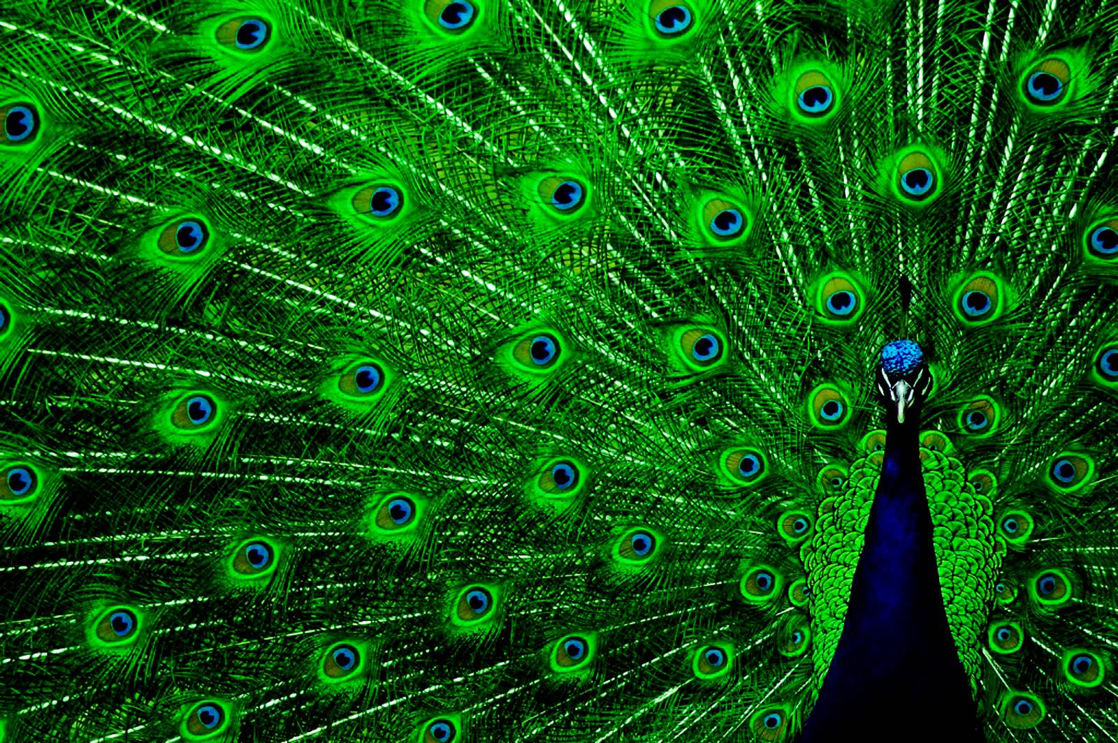 Peacock Desktop Wallpapers - 4k, HD Peacock Desktop Backgrounds on ... Peacock Desktop Wallpapers - 4k, HD Peacock Desktop Backgrounds on ...
