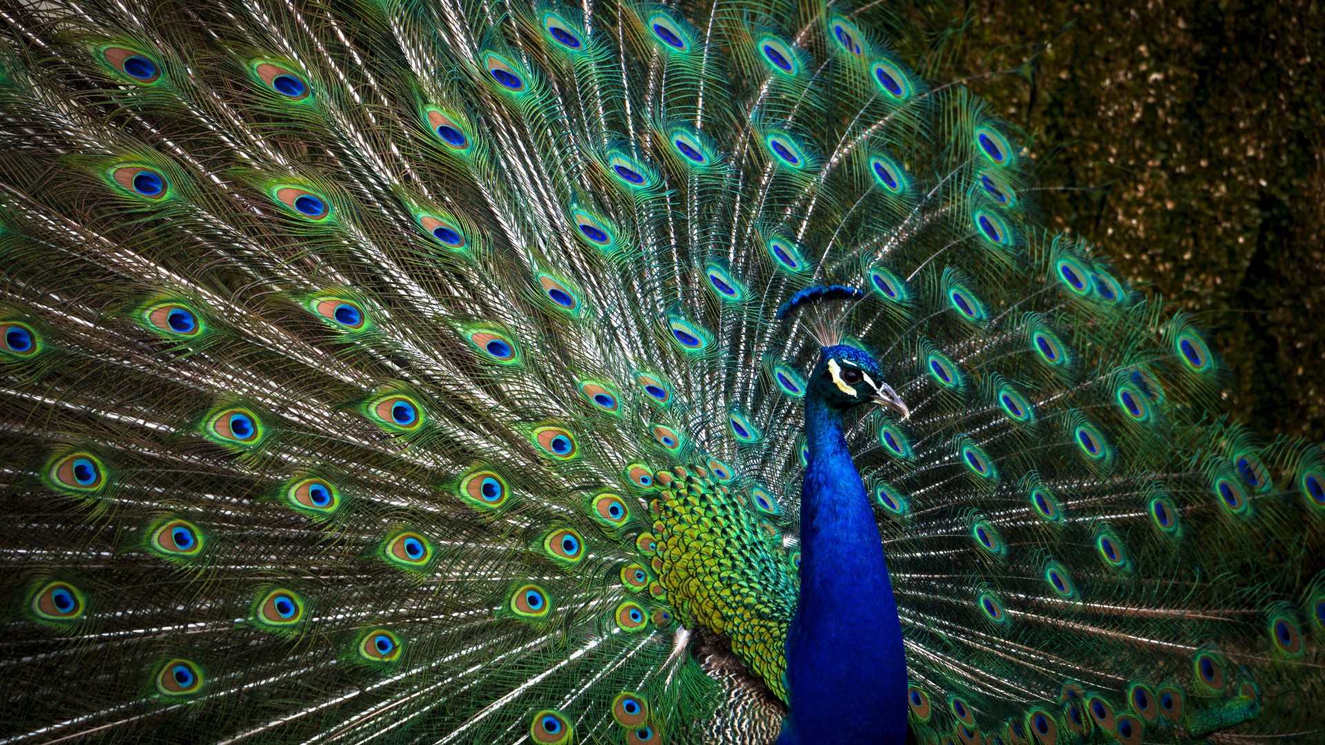 Peacock Desktop Wallpapers - 4k, HD Peacock Desktop Backgrounds on ... Peacock Desktop Wallpapers - 4k, HD Peacock Desktop Backgrounds on ...