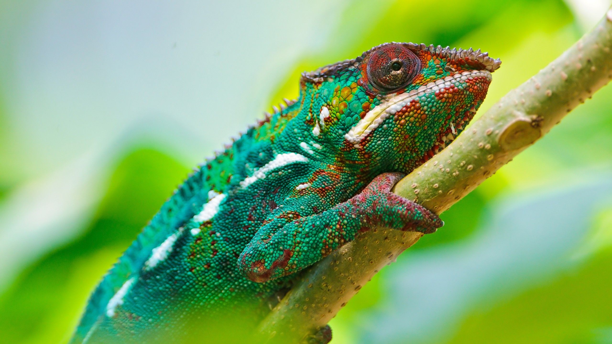 Colorful Animals Wallpapers - 4k, HD Colorful Animals Backgrounds on ... Colorful Animals Wallpapers - 4k, HD Colorful Animals Backgrounds on ...