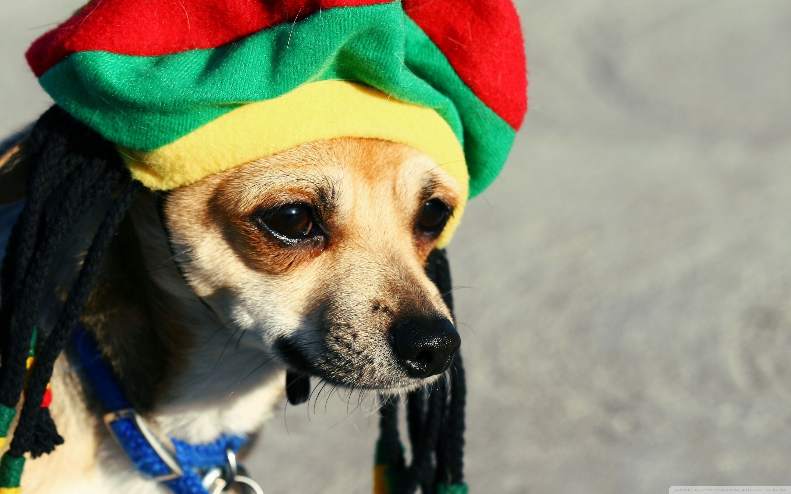 Rasta Girl Wallpapers 4k Hd Rasta Girl Backgrounds On Wallpaperbat