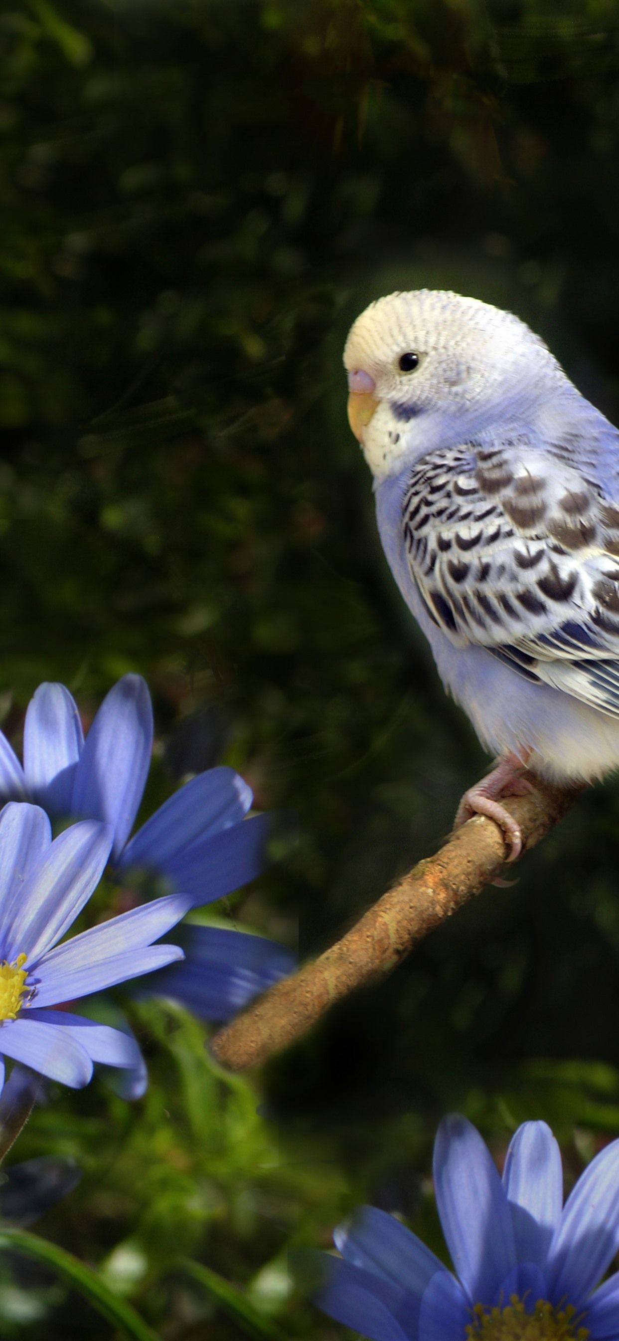 Cute Budgie Wallpapers 4k Hd Cute Budgie Backgrounds On Wallpaperbat