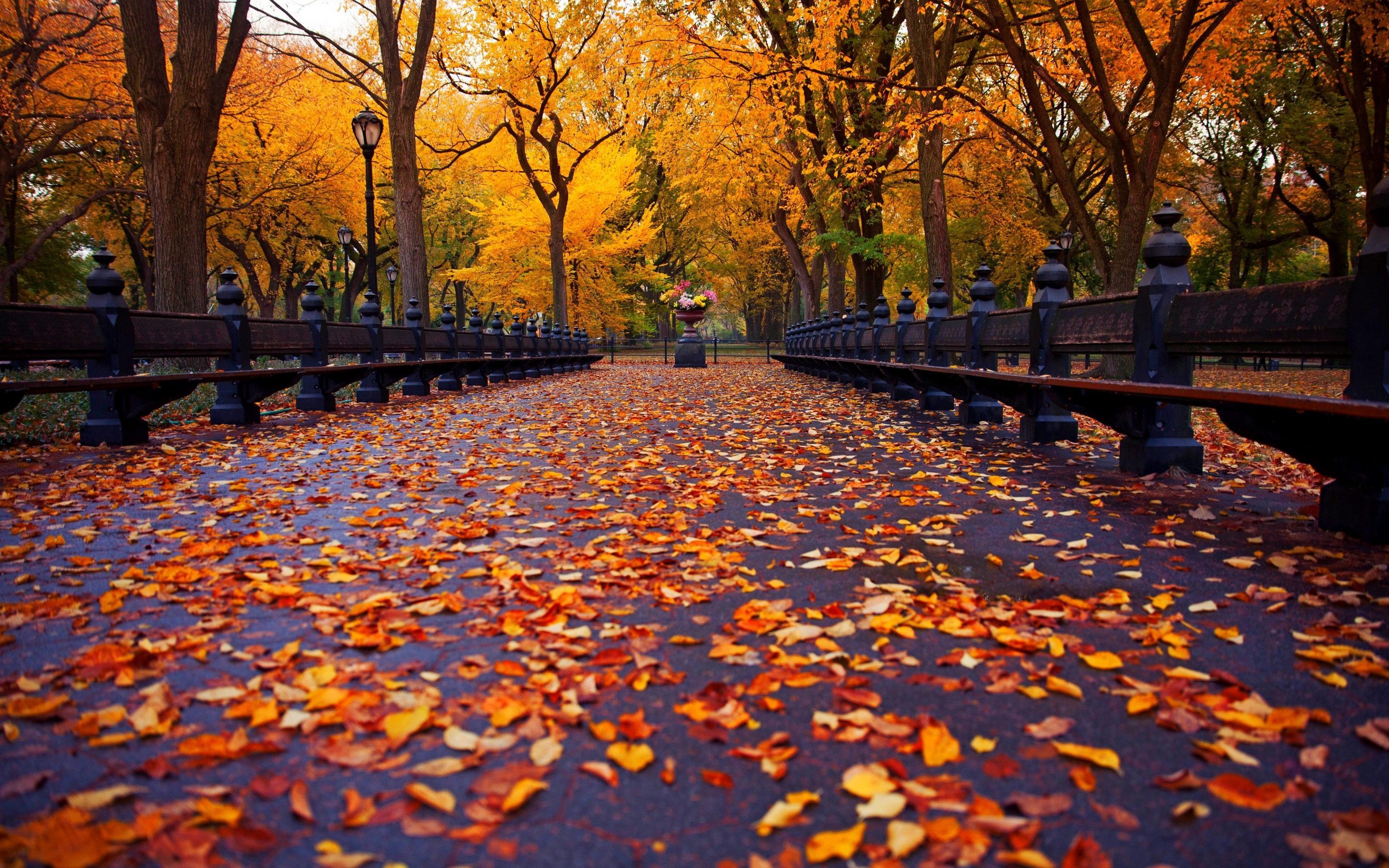Central Park Fall Wallpapers - 4k, HD Central Park Fall Backgrounds on ... Central Park Fall Wallpapers - 4k, HD Central Park Fall Backgrounds on ...