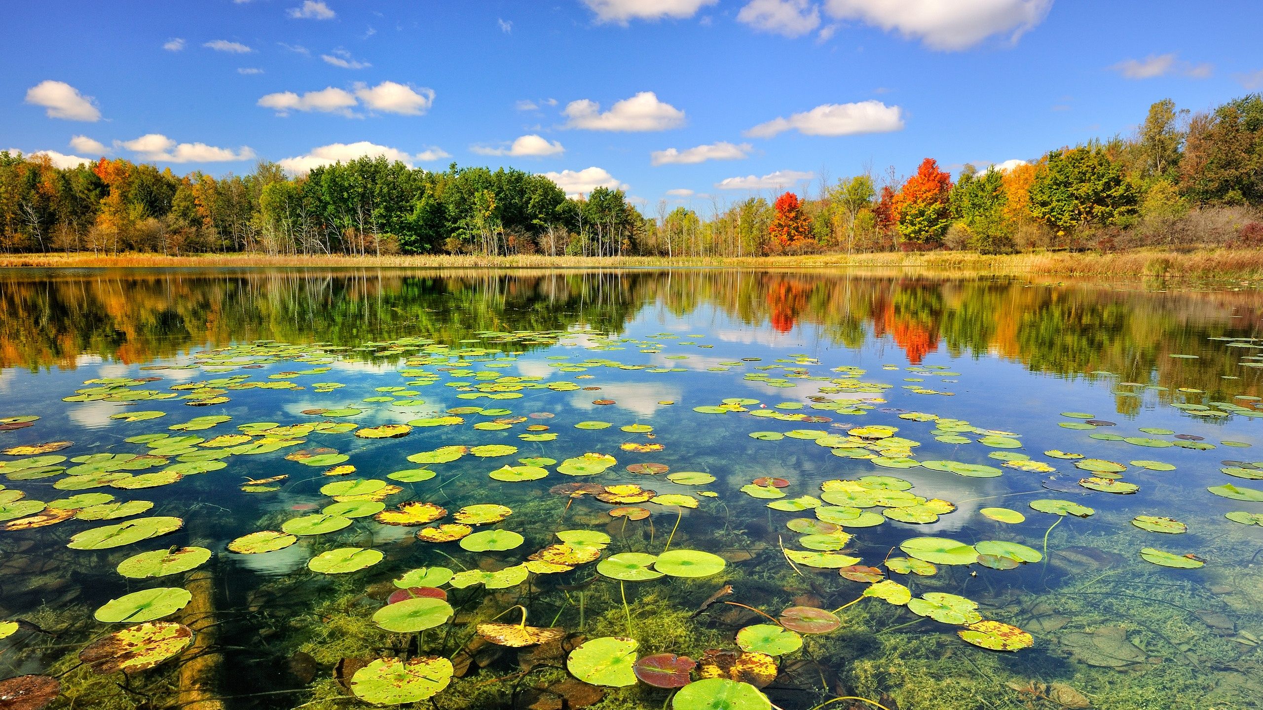 Lake Fall Nature Wallpapers - 4k, HD Lake Fall Nature Backgrounds on ... Lake Fall Nature Wallpapers - 4k, HD Lake Fall Nature Backgrounds on ...