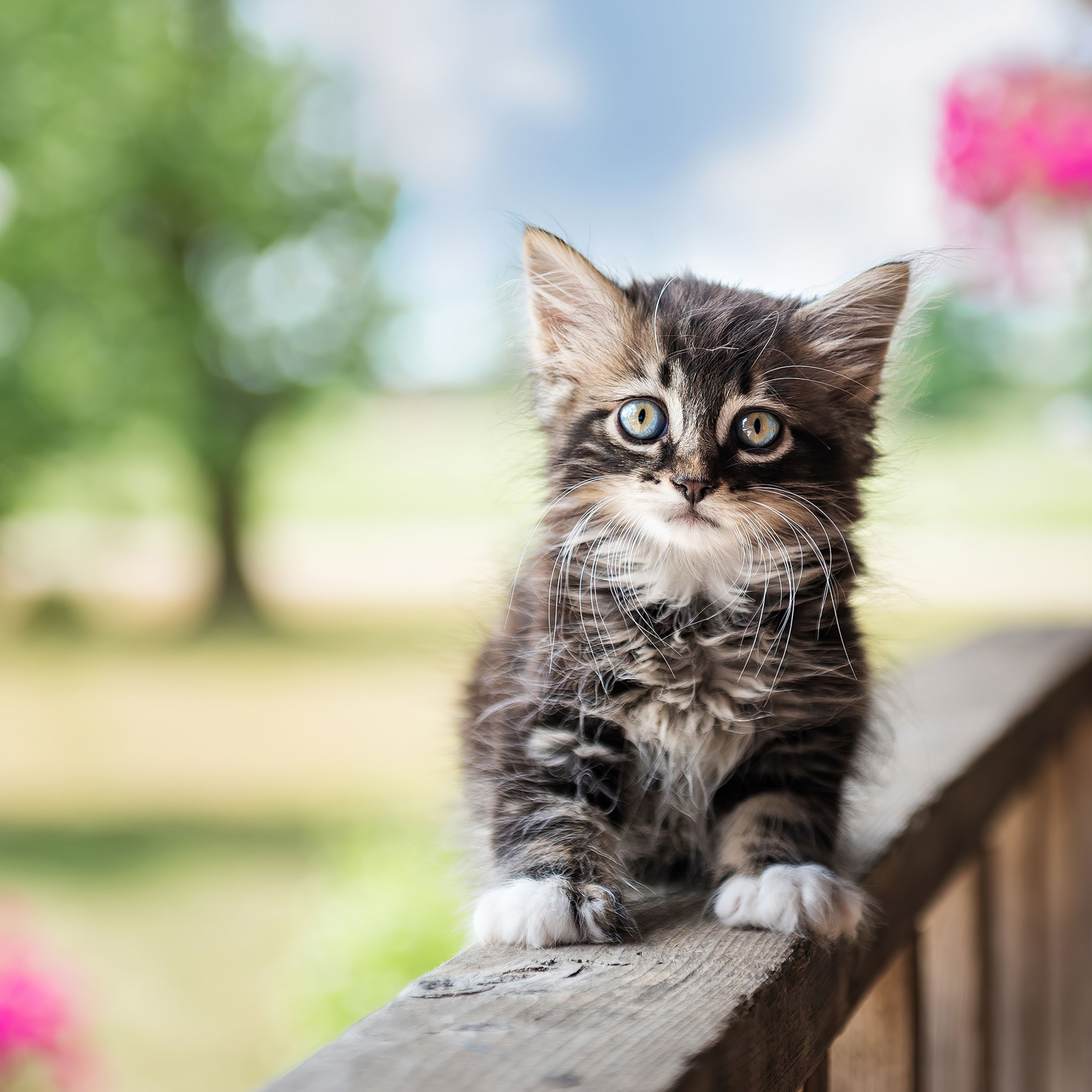 Cat iPad Wallpapers - 4k, HD Cat iPad Backgrounds on WallpaperBat Cat iPad Wallpapers - 4k, HD Cat iPad Backgrounds on WallpaperBat