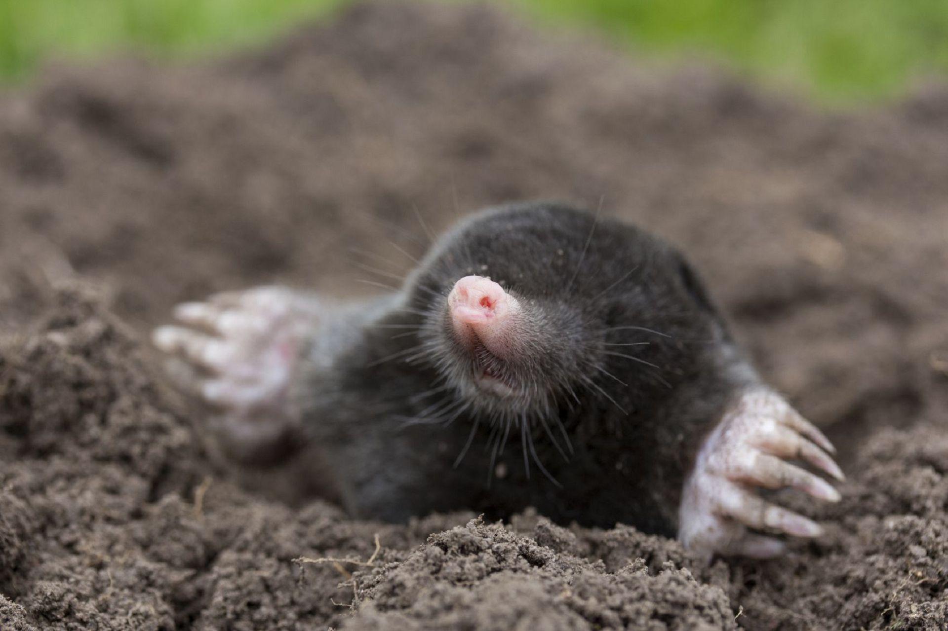 Mole Animal Wallpapers - 4k, HD Mole Animal Backgrounds on WallpaperBat Mole Animal Wallpapers - 4k, HD Mole Animal Backgrounds on WallpaperBat
