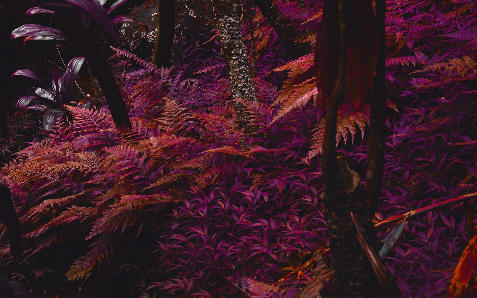 Purple Forest Wallpapers 4k Hd Purple Forest Backgrounds On Wallpaperbat