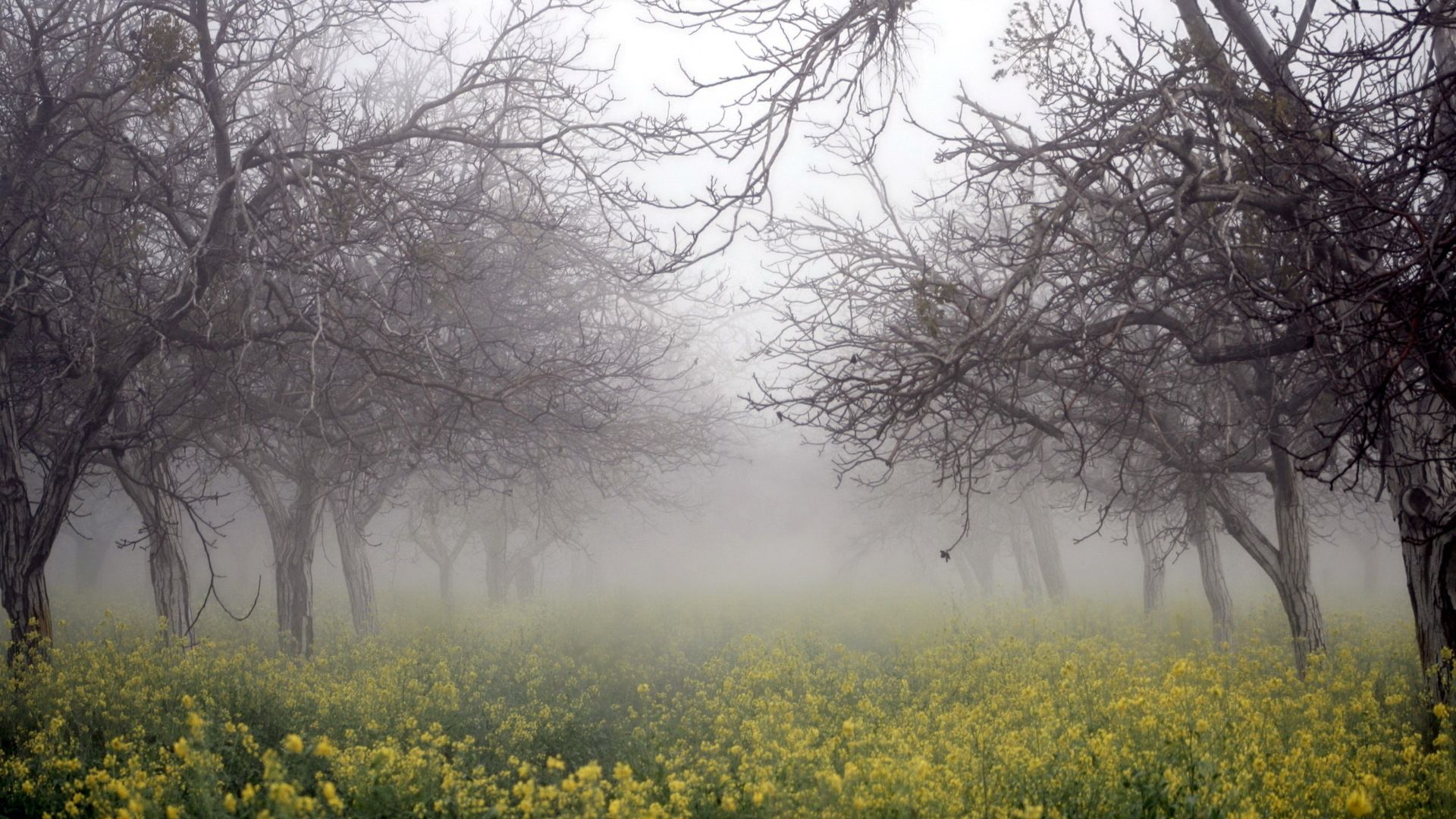 Foggy Field Wallpapers 4k Hd Foggy Field Backgrounds On Wallpaperbat