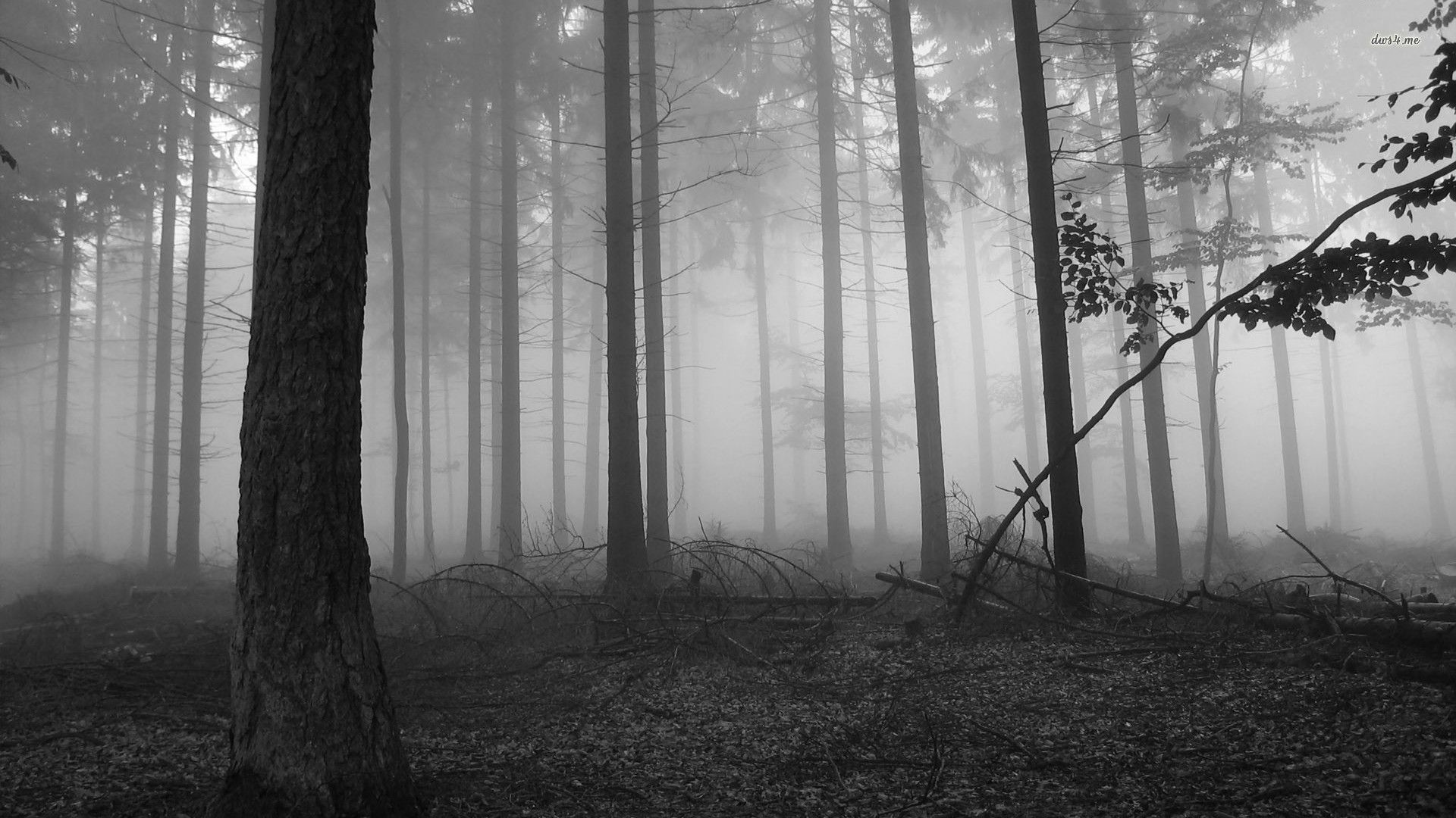 Gloomy Forest Wallpapers - 4k, HD Gloomy Forest Backgrounds on WallpaperBat Gloomy Forest Wallpapers - 4k, HD Gloomy Forest Backgrounds on WallpaperBat