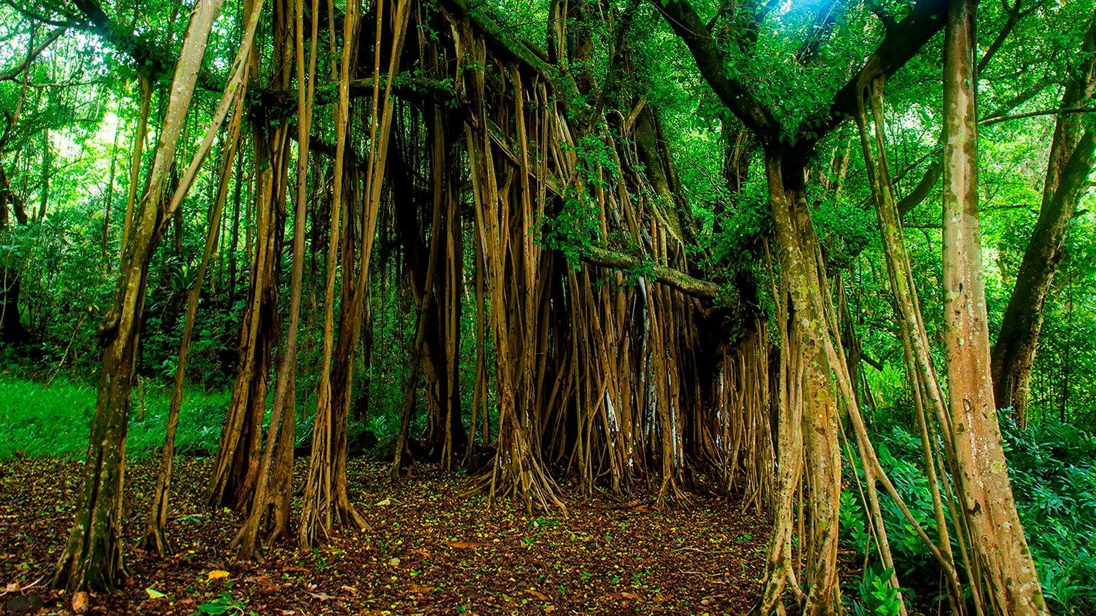 Banyan Tree Wallpapers - 4k, HD Banyan Tree Backgrounds on WallpaperBat Banyan Tree Wallpapers - 4k, HD Banyan Tree Backgrounds on WallpaperBat