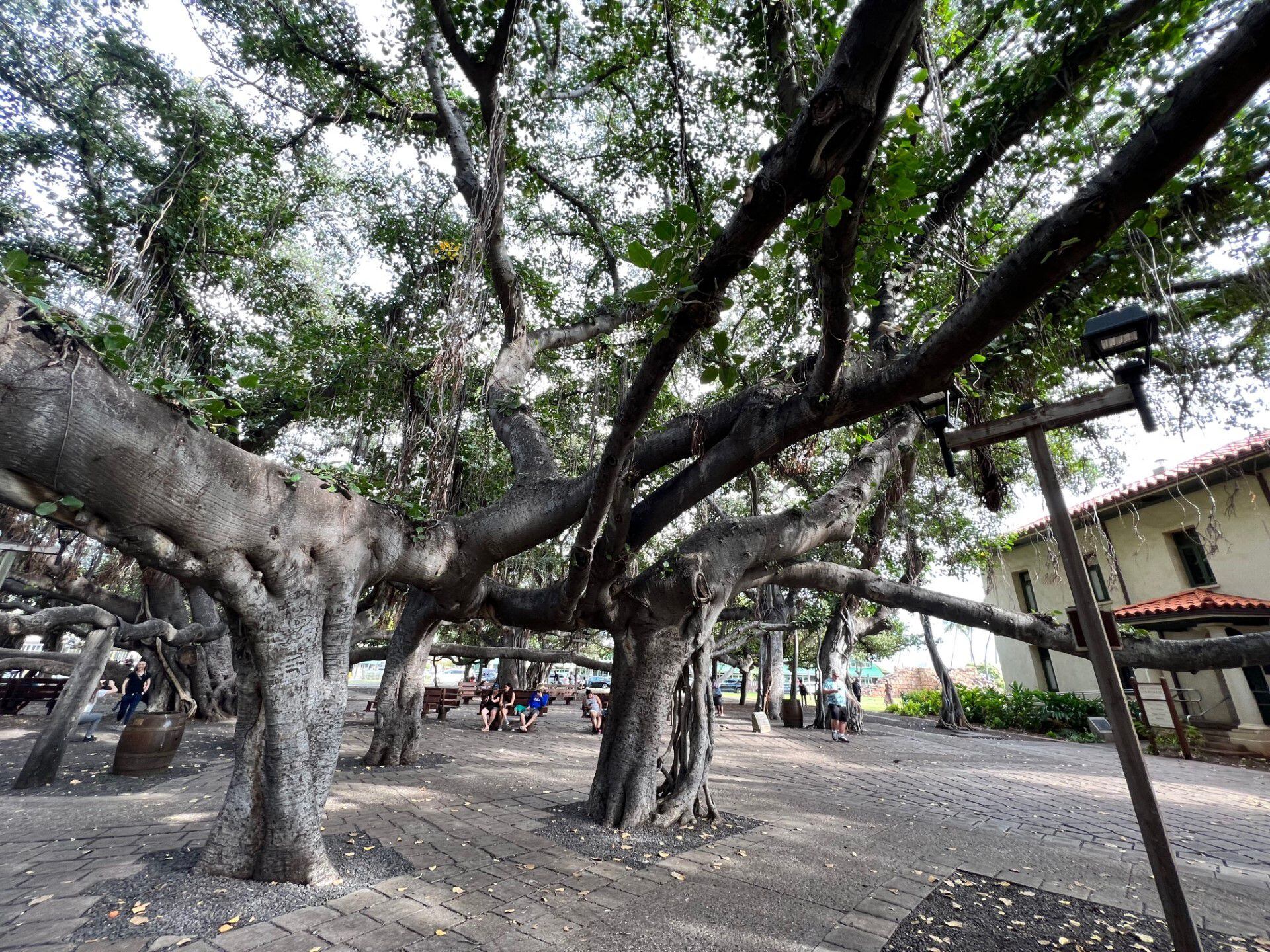 Banyan Tree Wallpapers - 4k, HD Banyan Tree Backgrounds on WallpaperBat Banyan Tree Wallpapers - 4k, HD Banyan Tree Backgrounds on WallpaperBat