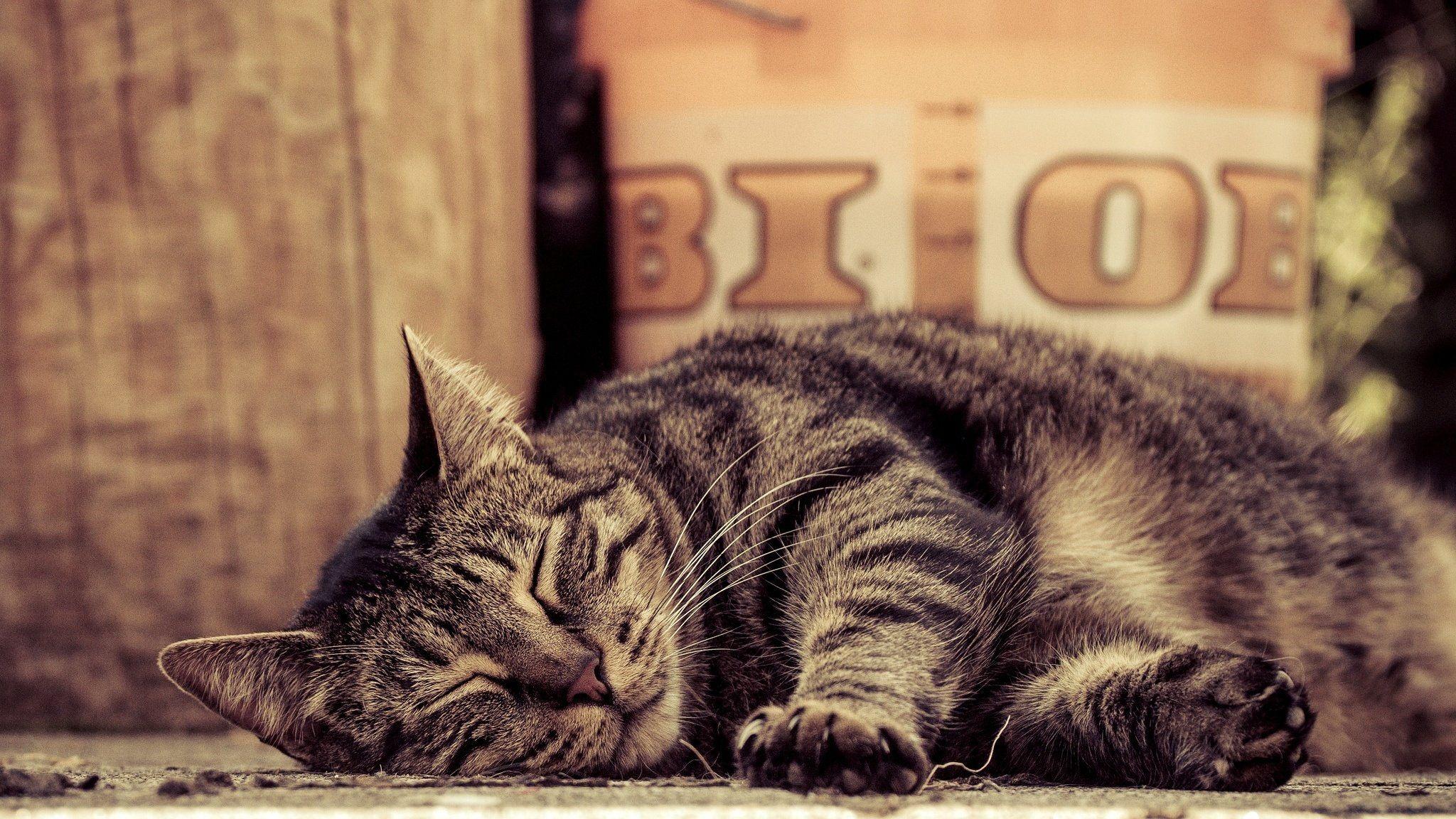 Tabby Cat Wallpapers - 4k, HD Tabby Cat Backgrounds on WallpaperBat Tabby Cat Wallpapers - 4k, HD Tabby Cat Backgrounds on WallpaperBat