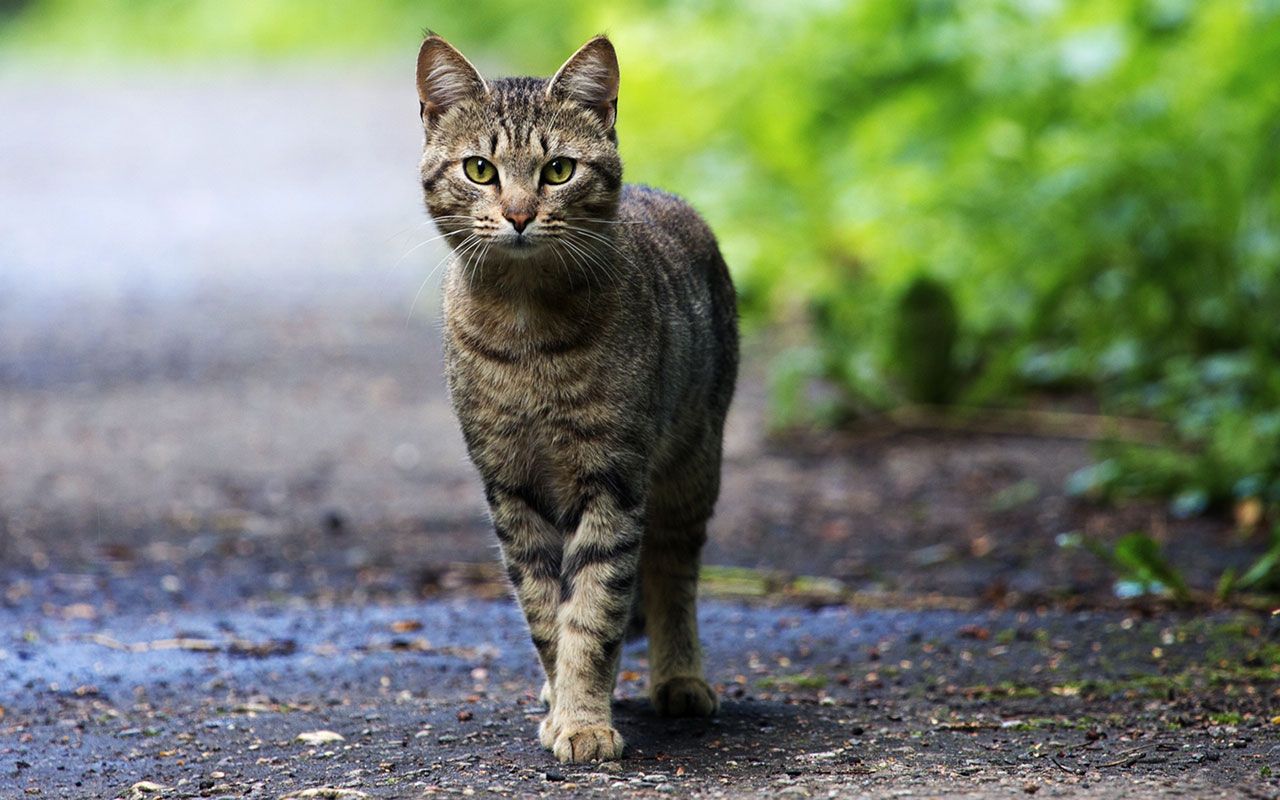 Tabby Cat Wallpapers - 4k, HD Tabby Cat Backgrounds on WallpaperBat Tabby Cat Wallpapers - 4k, HD Tabby Cat Backgrounds on WallpaperBat