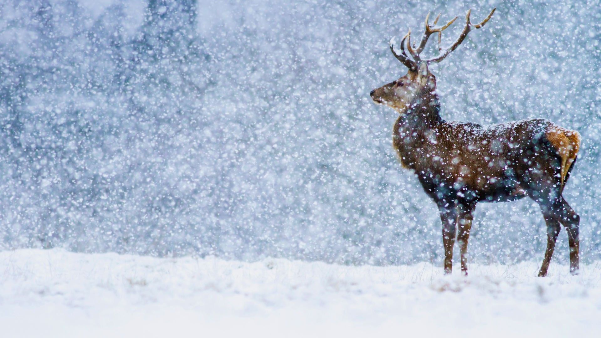 Deer Winter Scenes Wallpapers - 4k, HD Deer Winter Scenes Backgrounds ... Deer Winter Scenes Wallpapers - 4k, HD Deer Winter Scenes Backgrounds ...