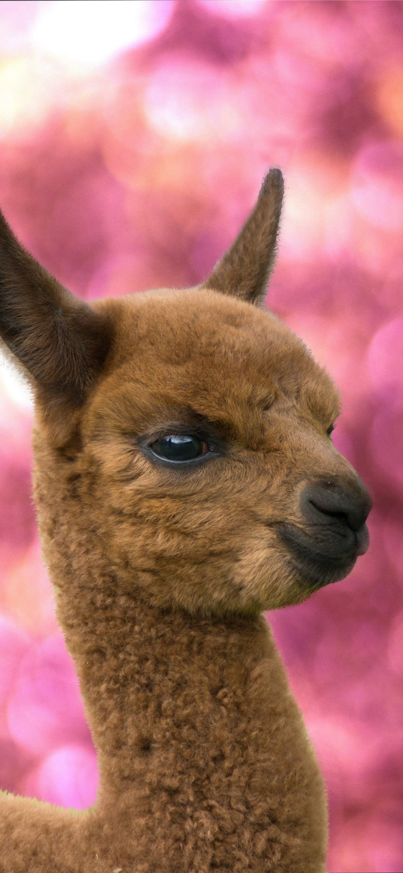 Cool Llama HD Wallpapers - 4k, HD Cool Llama Backgrounds on WallpaperBat Cool Llama HD Wallpapers - 4k, HD Cool Llama Backgrounds on WallpaperBat