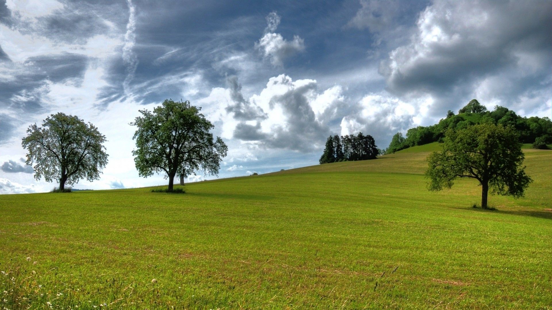 Summer Pasture Wallpapers 4k Hd Summer Pasture Backgrounds On