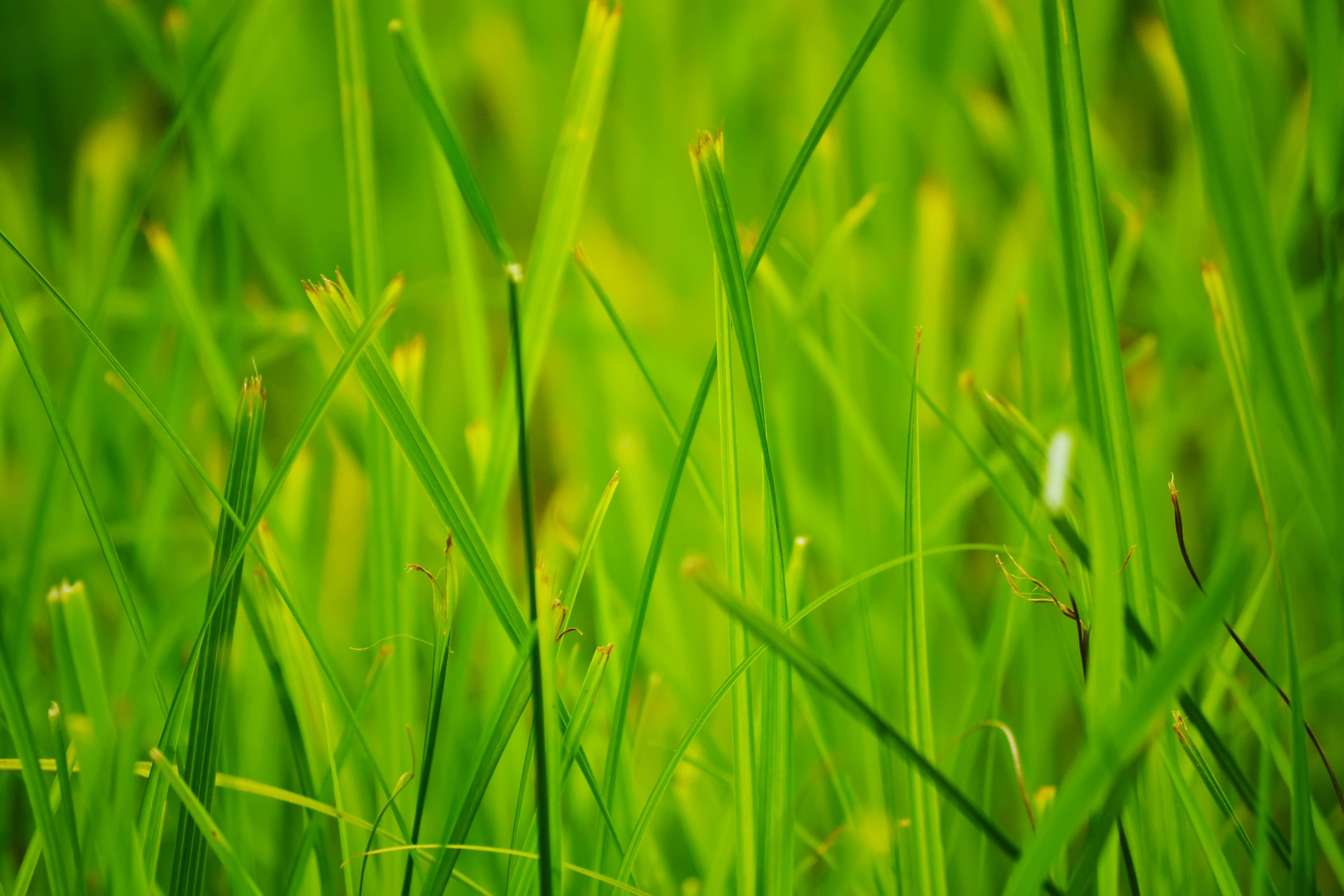 Summer Pasture Wallpapers 4k Hd Summer Pasture Backgrounds On