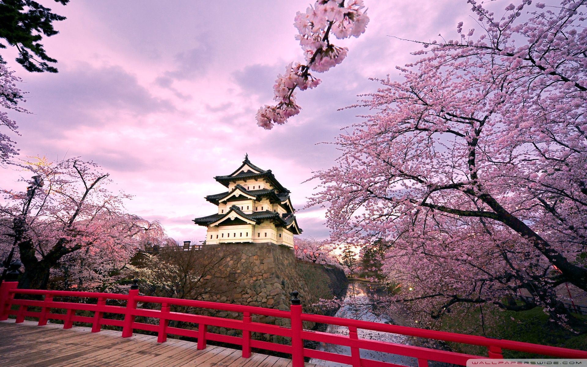 Sakura Tree Wallpapers 4k Hd Sakura Tree Backgrounds On Wallpaperbat