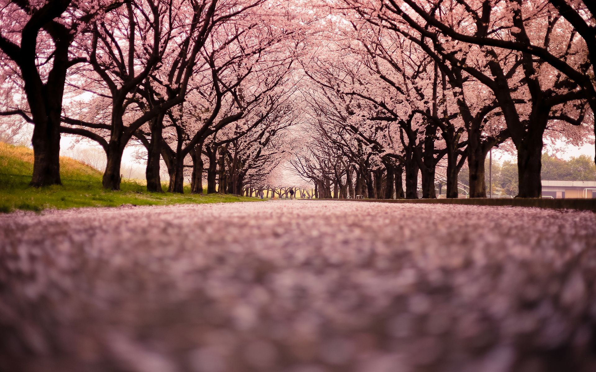 Sakura Tree Wallpapers 4k Hd Sakura Tree Backgrounds On Wallpaperbat