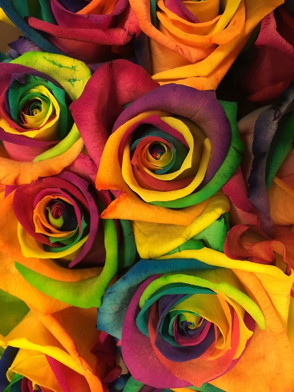 Rainbow Flowers Wallpapers - 4k, HD Rainbow Flowers Backgrounds on ... Rainbow Flowers Wallpapers - 4k, HD Rainbow Flowers Backgrounds on ...