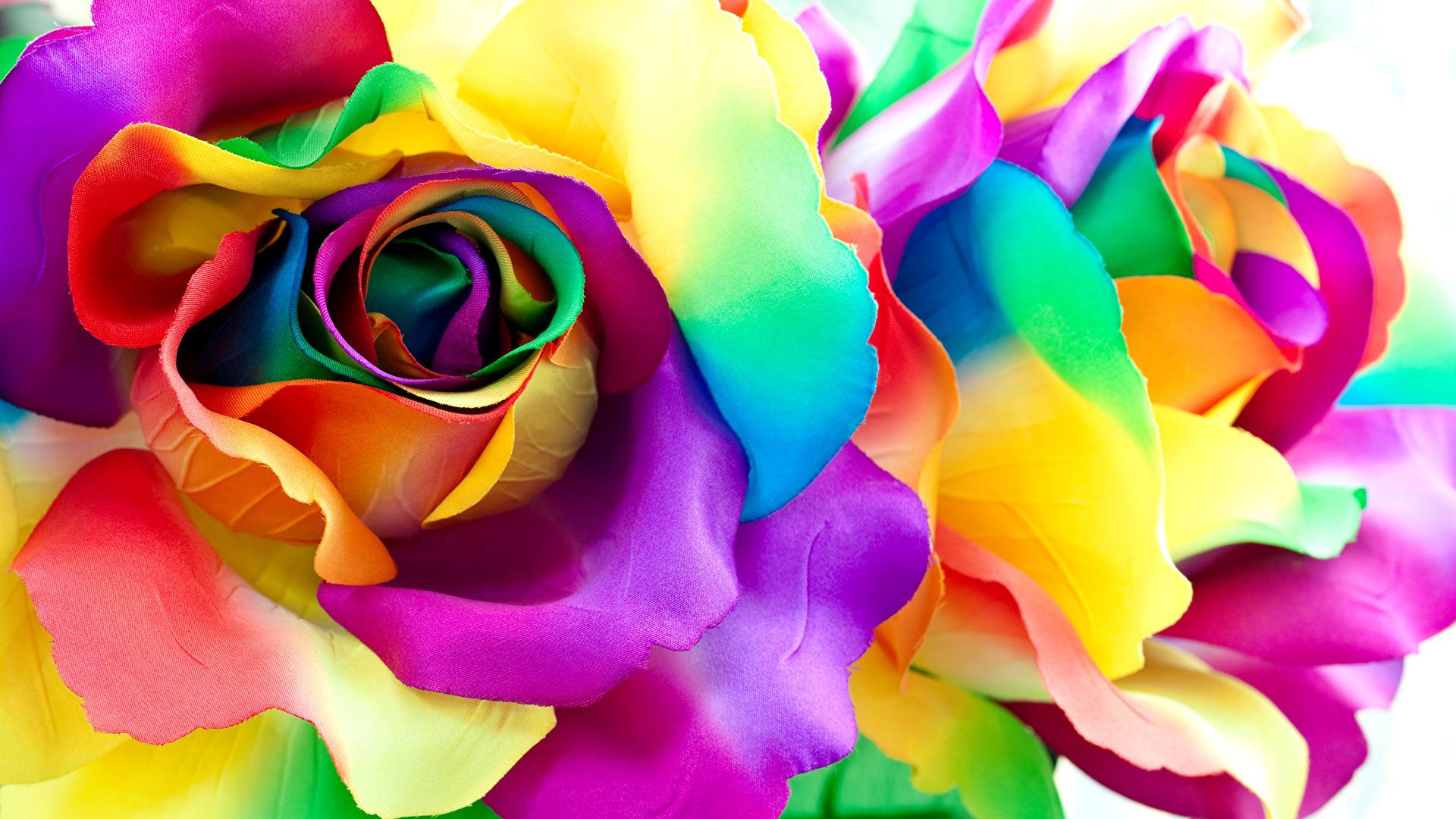 Rainbow Flowers Wallpapers - 4k, HD Rainbow Flowers Backgrounds on ... Rainbow Flowers Wallpapers - 4k, HD Rainbow Flowers Backgrounds on ...