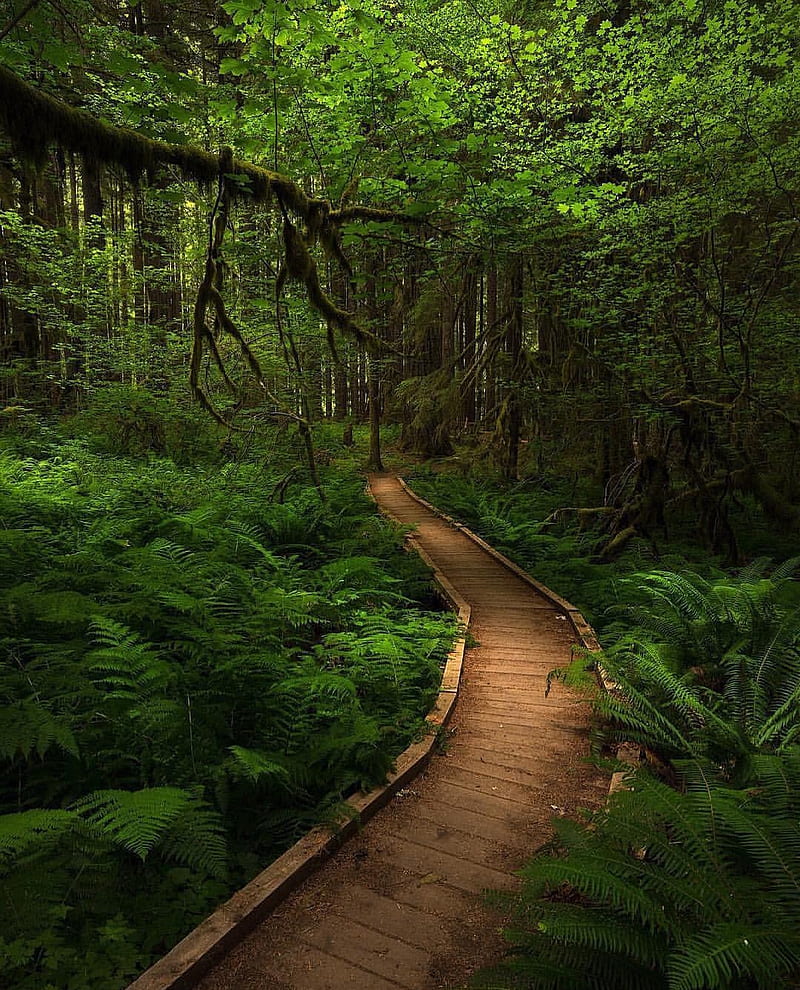 Calm Forest Wallpapers - 4k, HD Calm Forest Backgrounds on WallpaperBat Calm Forest Wallpapers - 4k, HD Calm Forest Backgrounds on WallpaperBat