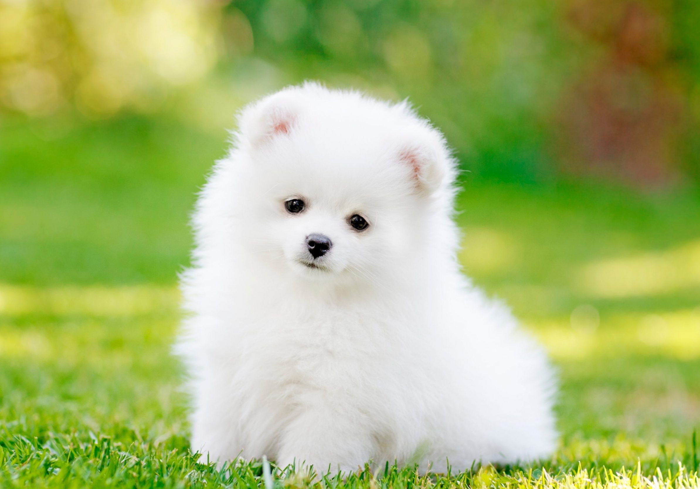 Puppies Wallpapers - 4k, HD Puppies Backgrounds on WallpaperBat Puppies Wallpapers - 4k, HD Puppies Backgrounds on WallpaperBat