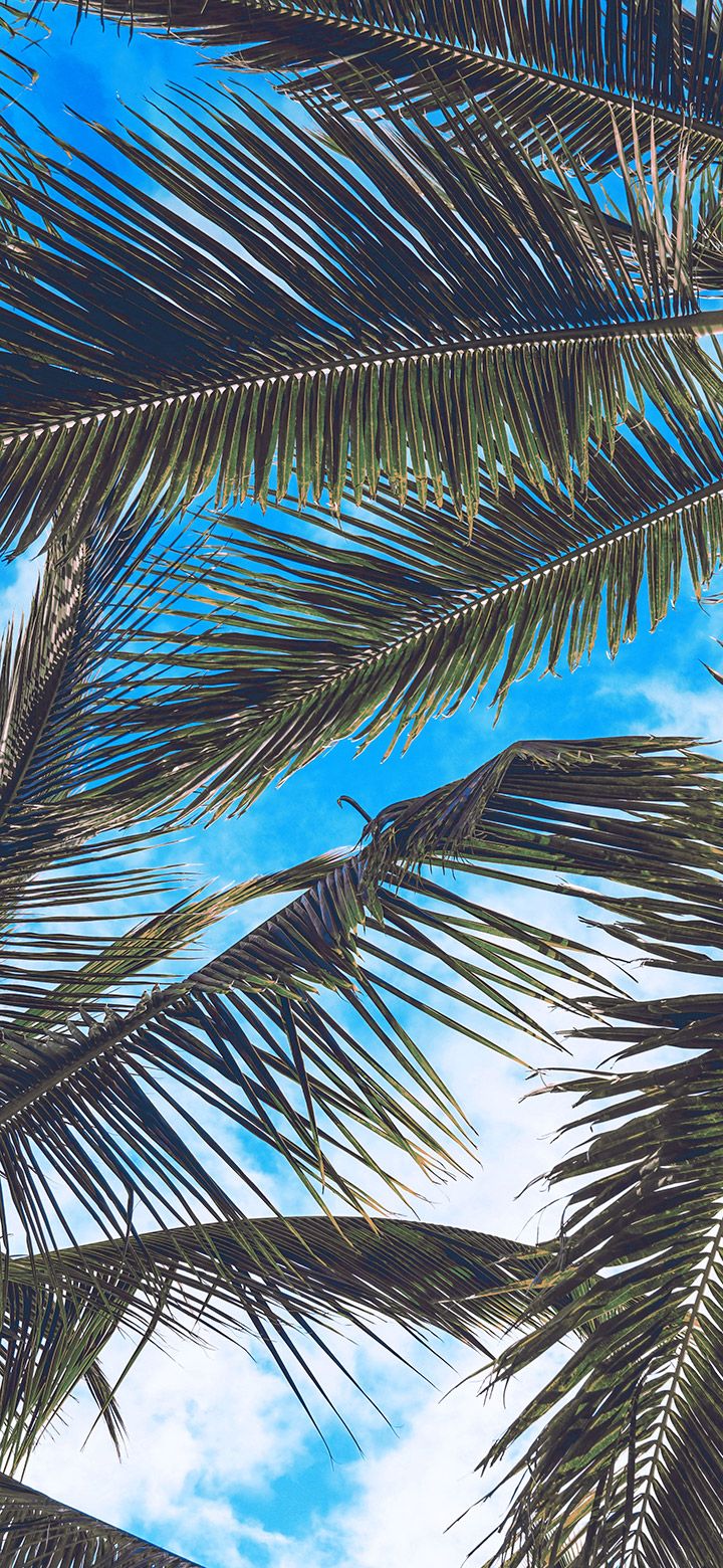 Coconut Tree Wallpapers 4k Hd Coconut Tree Backgrounds On Wallpaperbat
