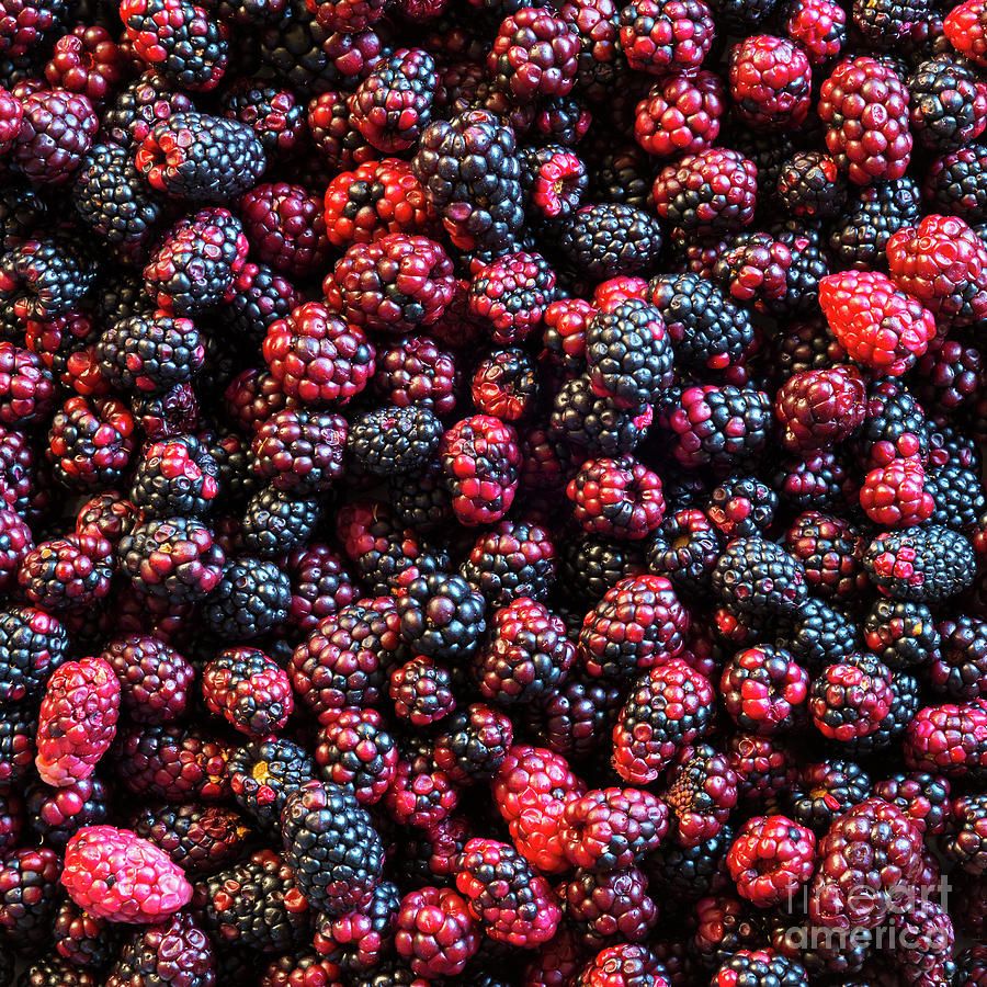 Wild Berry Wallpapers - 4k, HD Wild Berry Backgrounds on WallpaperBat