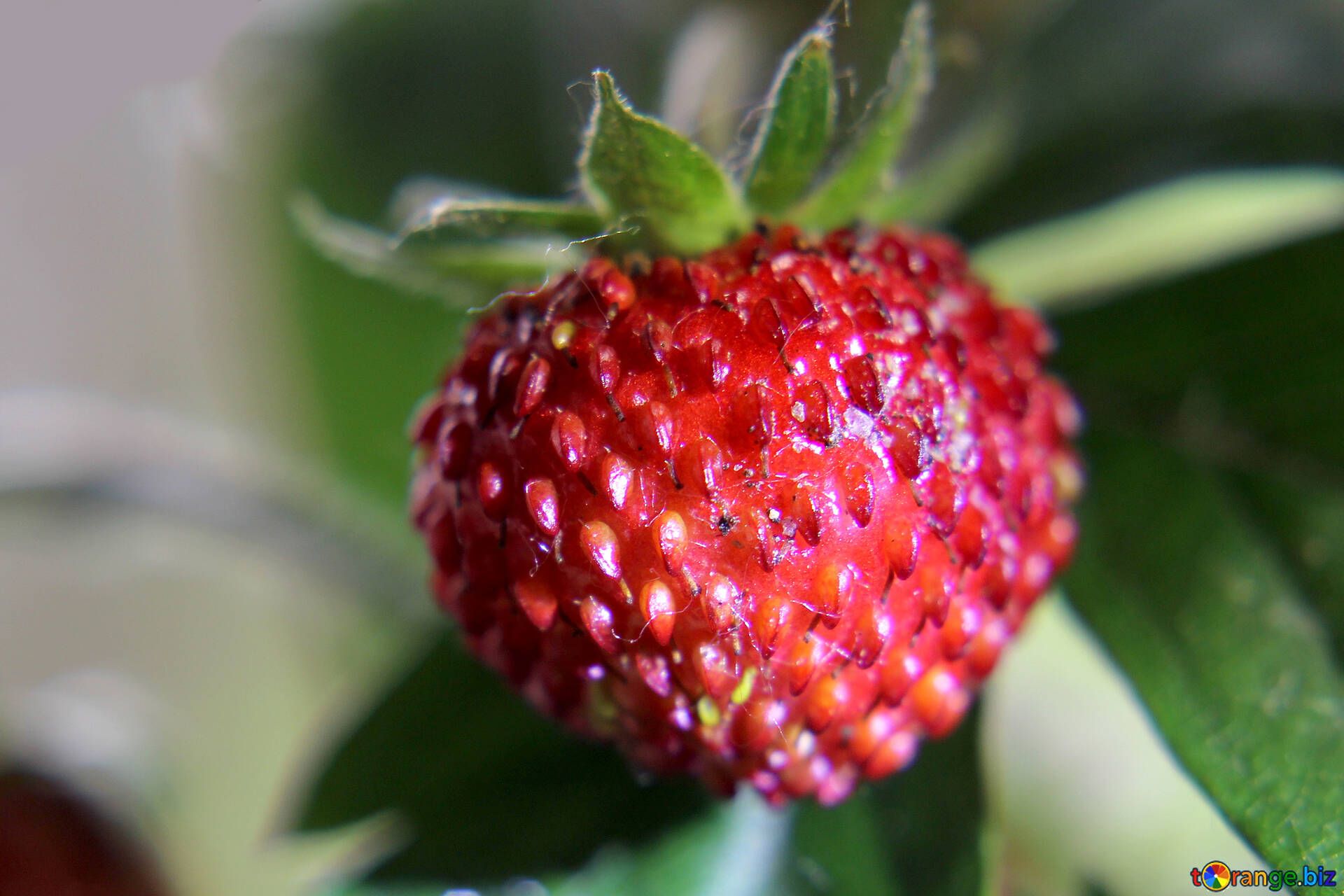 Wild Berry Wallpapers - 4k, HD Wild Berry Backgrounds on WallpaperBat
